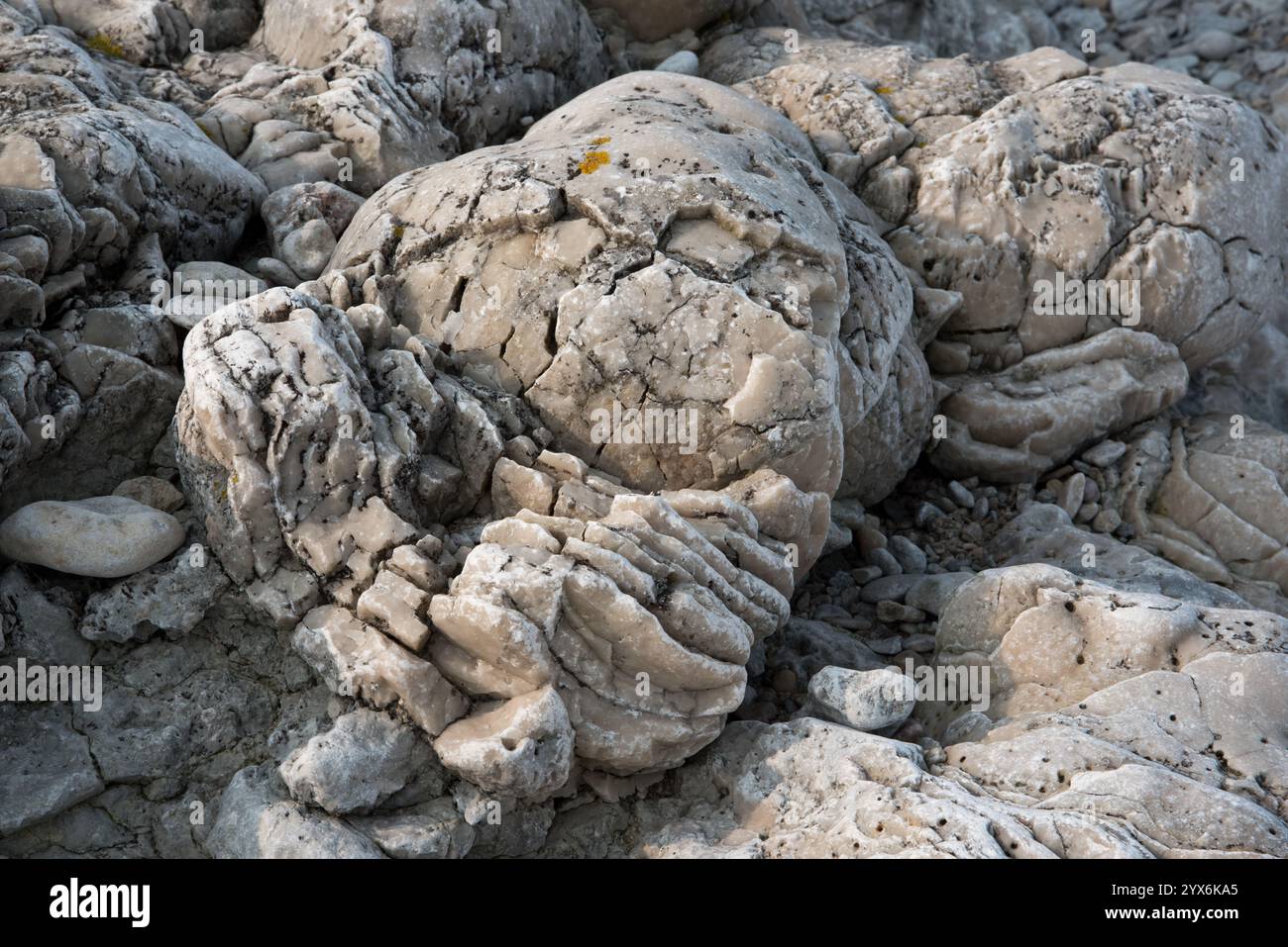 fossils in the limestone cliffs of Langhammars on the island Färö in ...