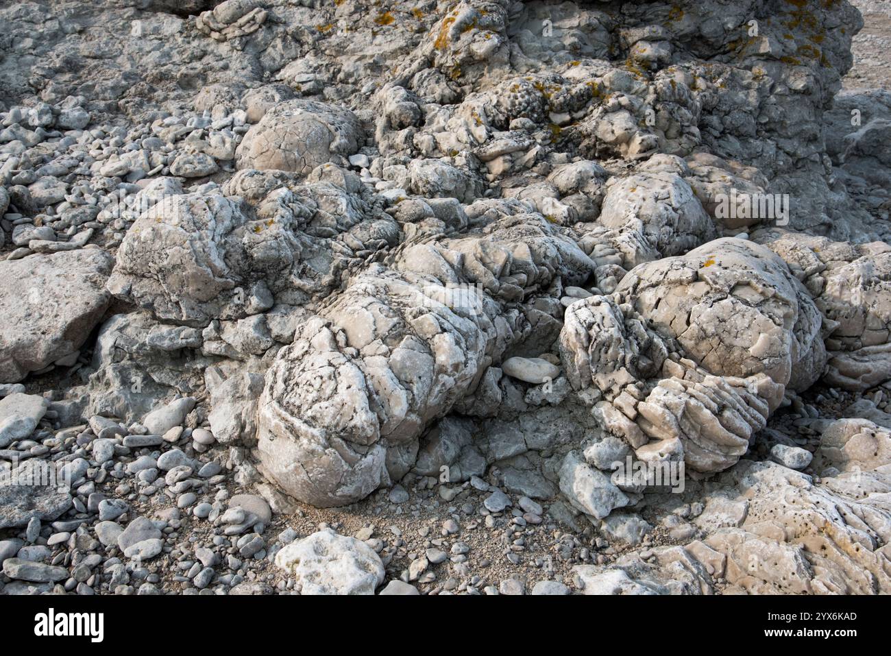 fossils in the limestone cliffs of Langhammars on the island Färö in ...
