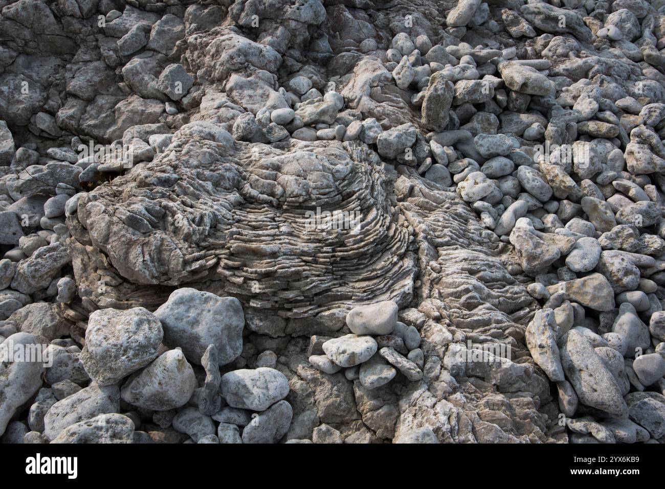 fossils in the limestone cliffs of Langhammars on the island Färö in ...