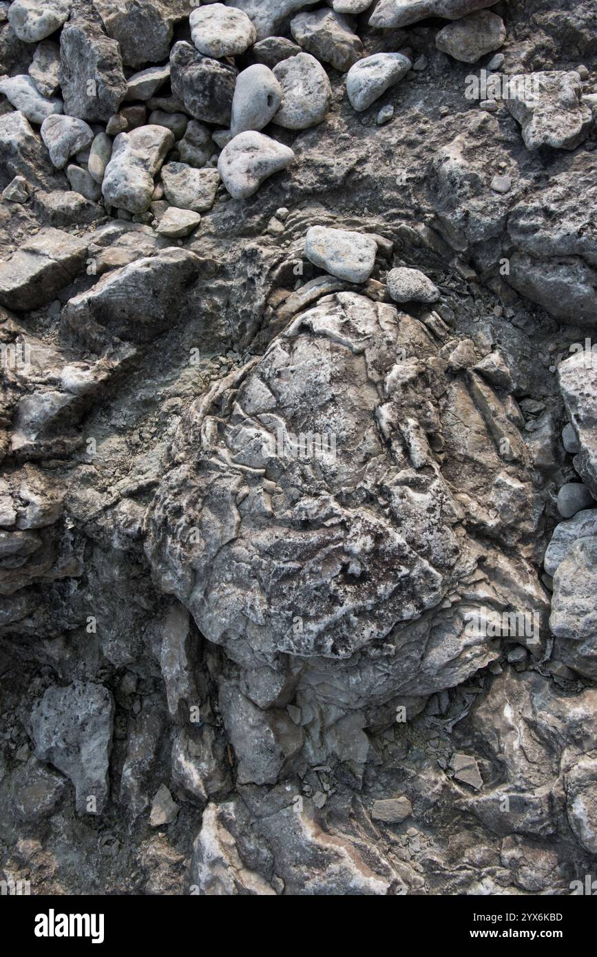 fossils in the limestone cliffs of Langhammars on the island Färö in ...