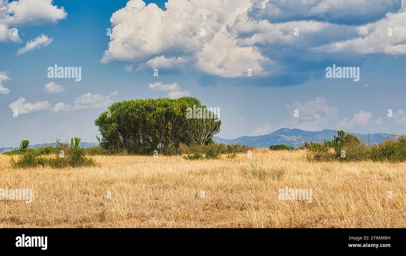 African savanna landscape with acacia trees in the Queen Elizabeth ...