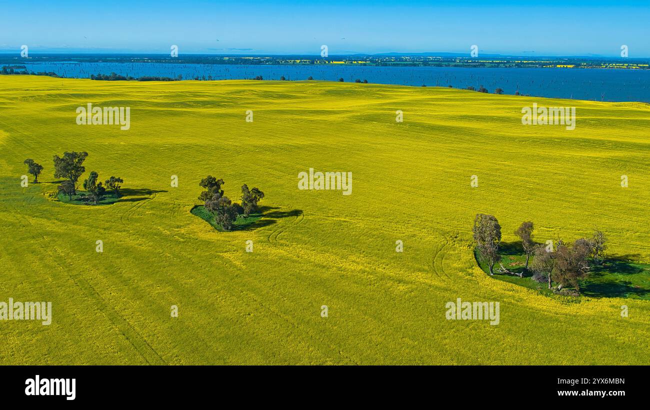 Small groups of trees surrounded by rolling fields of canola with Lake ...