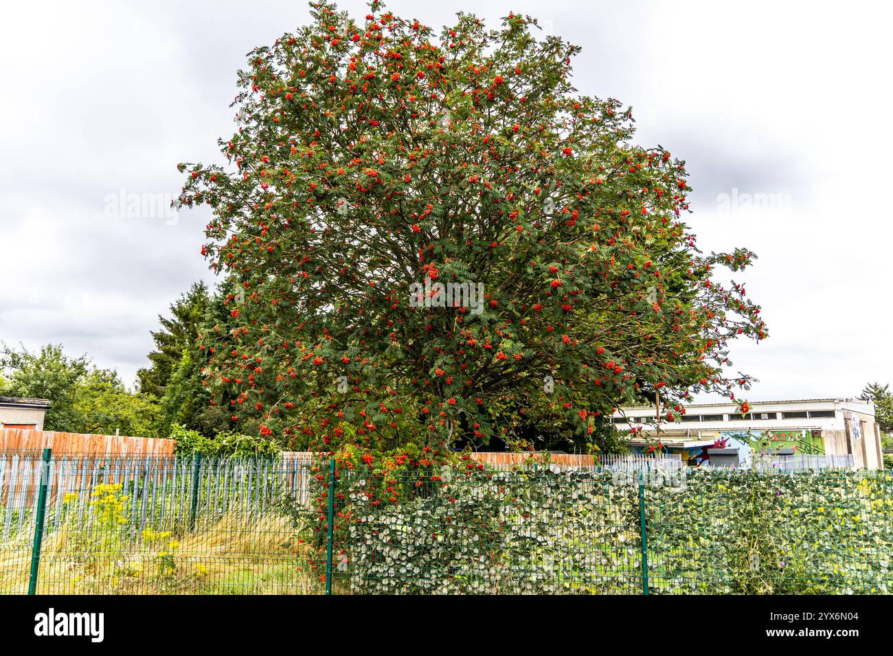 Rowan tree full of berries, Sorbus aucuparia, tree also called rowan ...