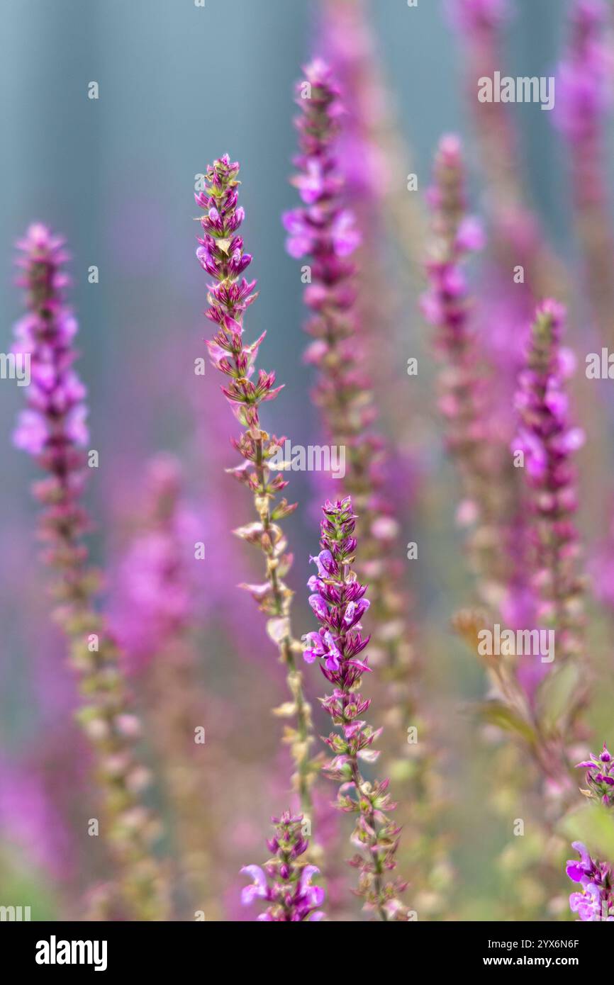 Salvia nemorosa, the woodland sage, Balkan clary, blue sage or wild ...