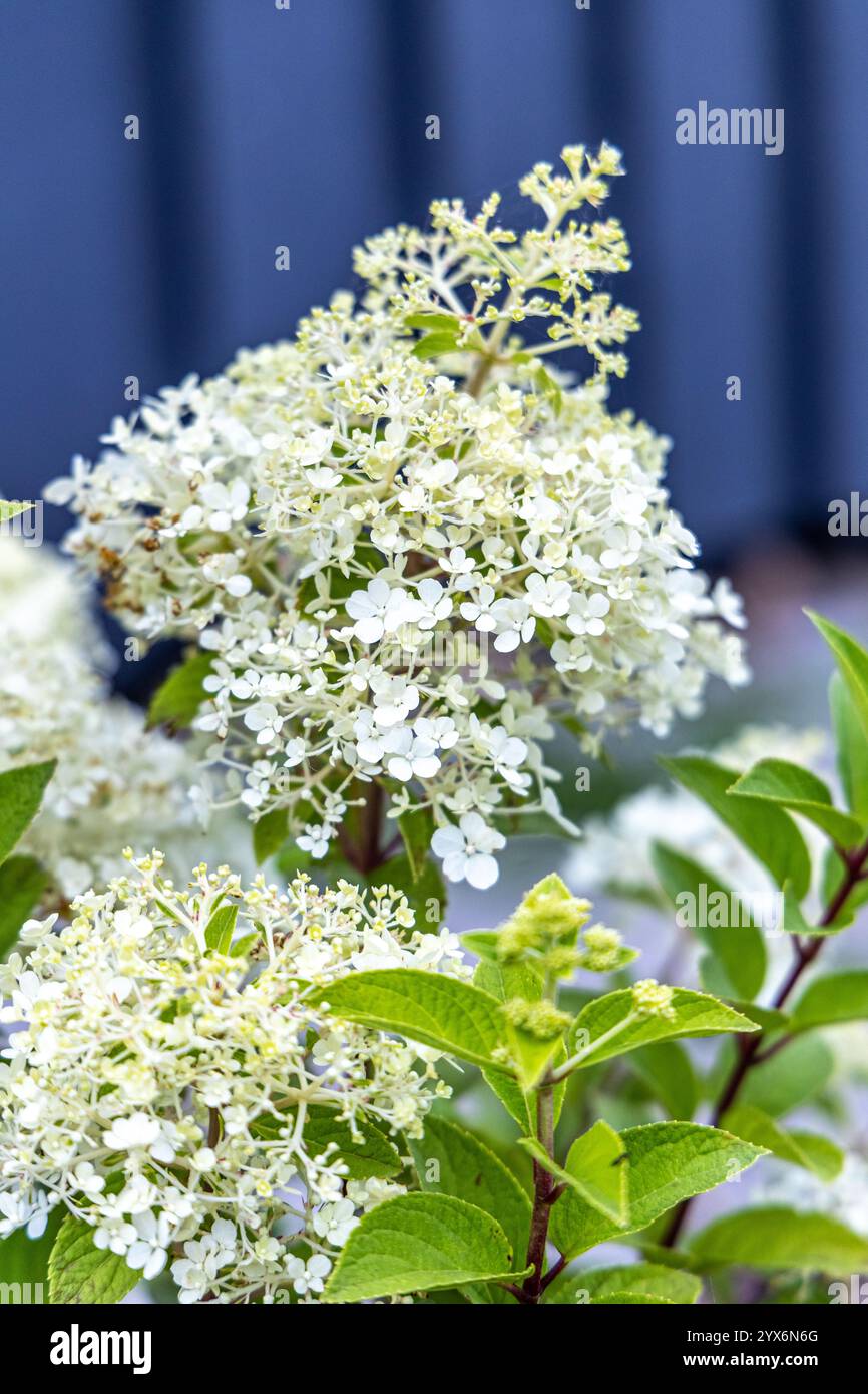 Hydrangea paniculata magical candle. It's also called panicled ...