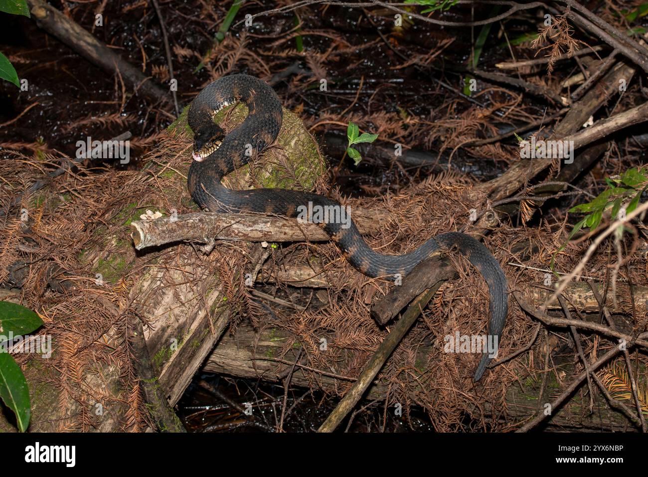 Naples,Florida. Corkscrew Swamp Sanctuary. Full length view of a ...