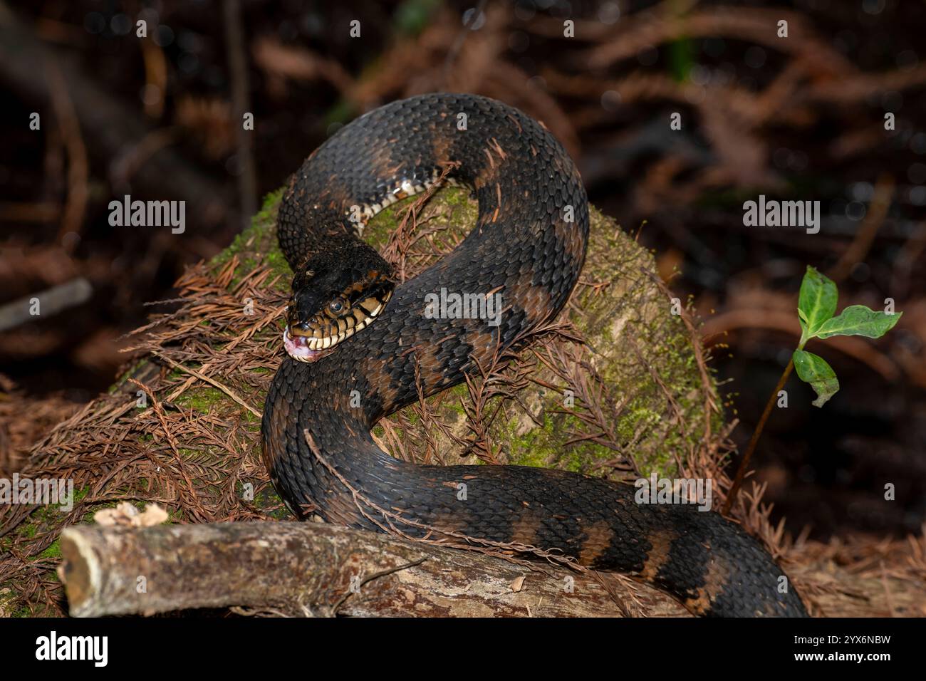 Naples,Florida. Corkscrew Swamp Sanctuary. Close up view of a Southern ...