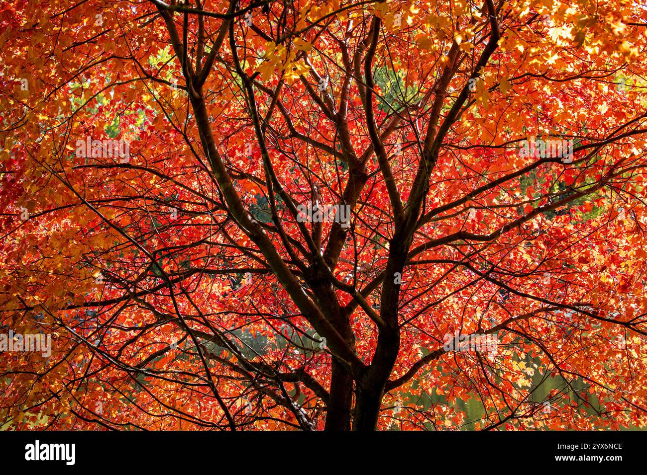 Little Canada, Minnesota. Gervais Park. Inside a beautiful red maple ...