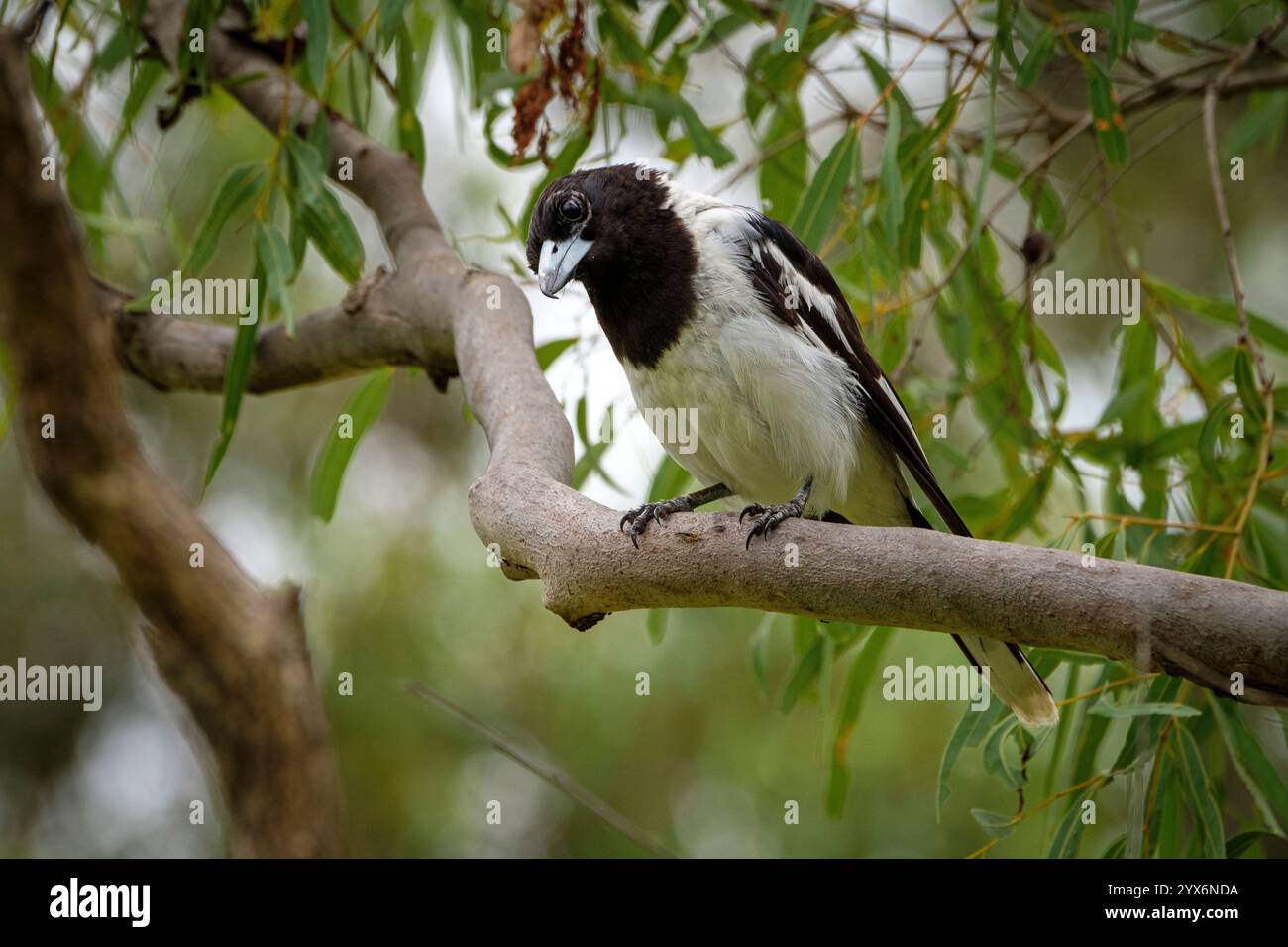 Australian butcher bird hi-res stock photography and images - Alamy