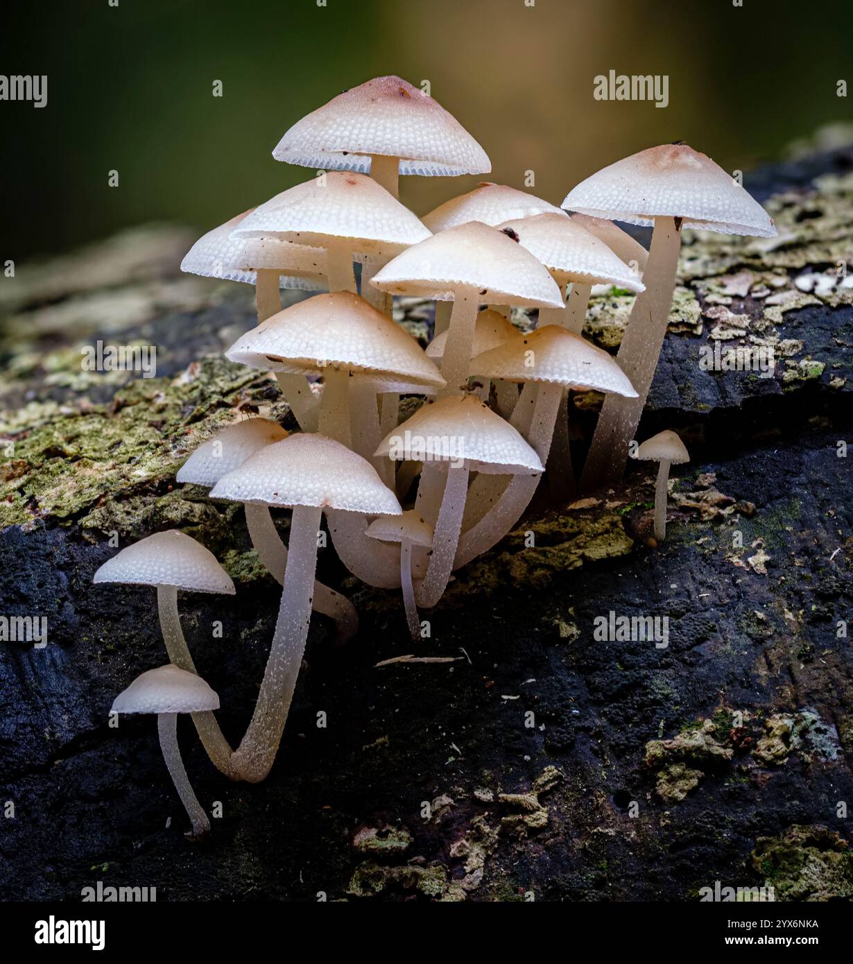 Mt Glorious - Fungi (Favolaschia manipularis Stock Photo - Alamy