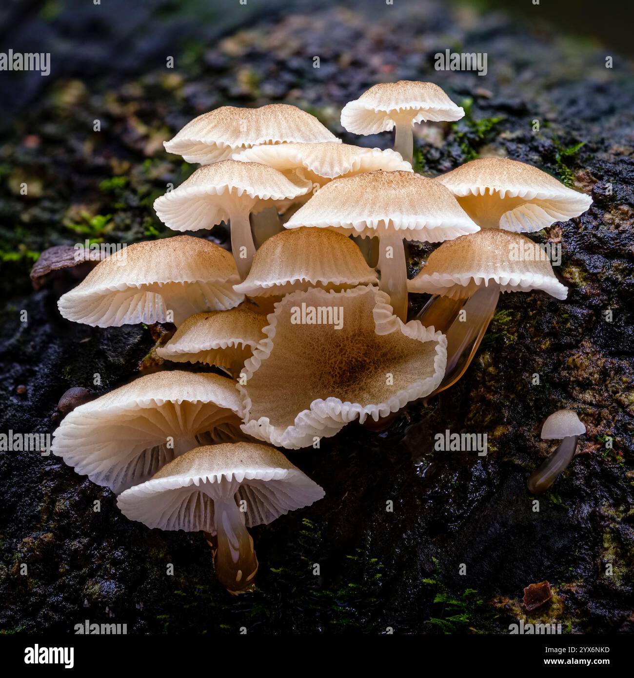Mt Glorious - Fungi (Roridomyces austrororidus Stock Photo - Alamy