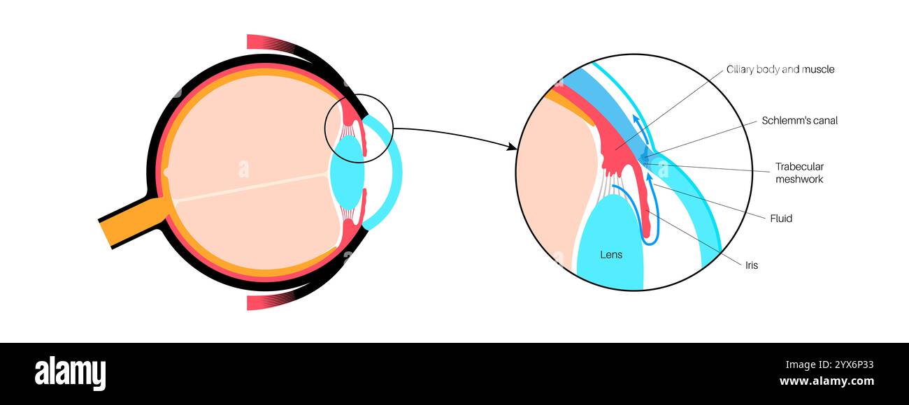 Fluid drainage in the eye. Illustration showing how the posterior ...