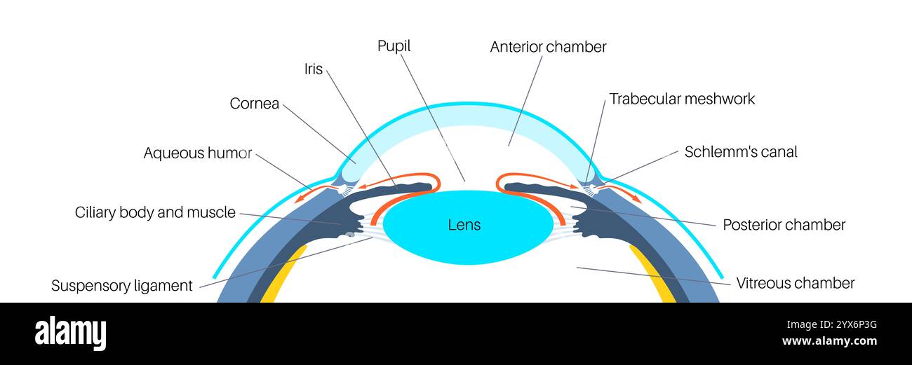 Fluid drainage in the eye. Illustration showing how the posterior ...