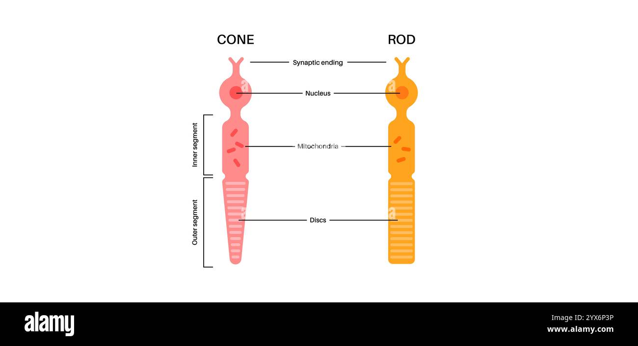 Rod cells function hi-res stock photography and images - Alamy