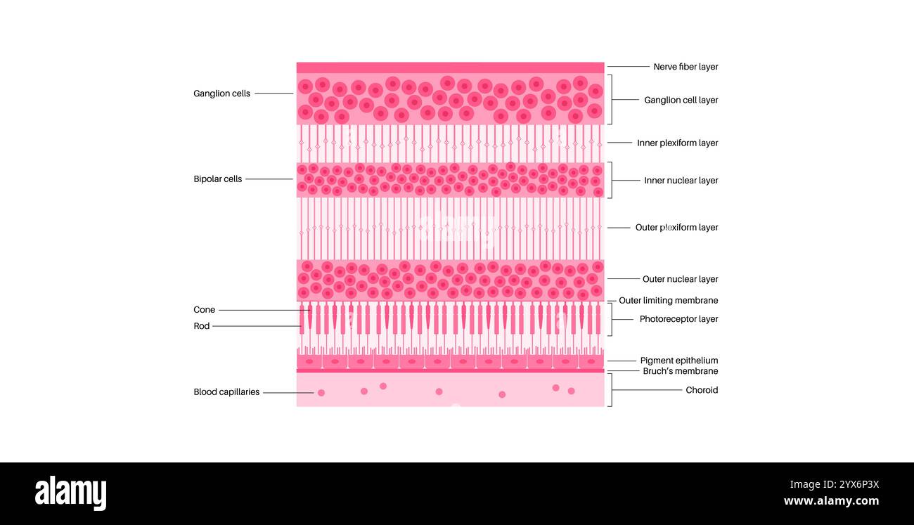 Retina structure, illustration Stock Photo - Alamy