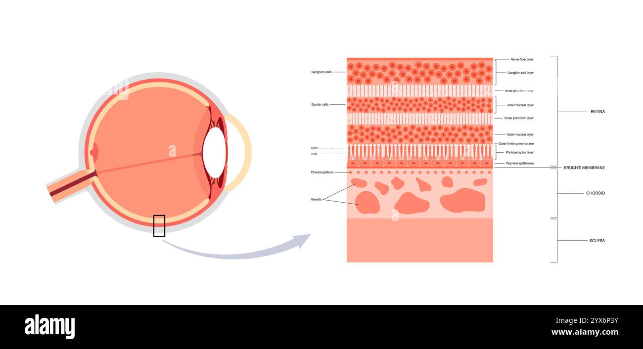 Retina structure, illustration Stock Photo - Alamy