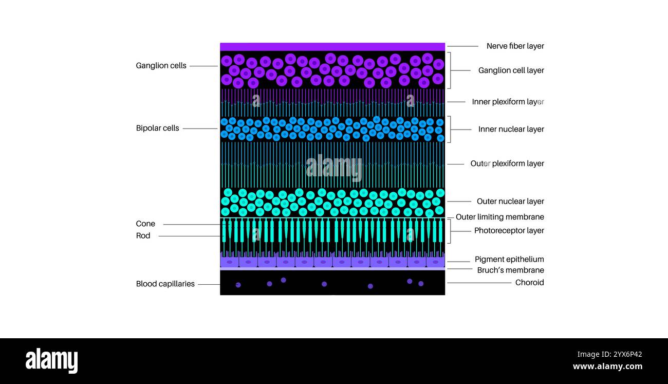 Retina tissue Cut Out Stock Images & Pictures - Alamy