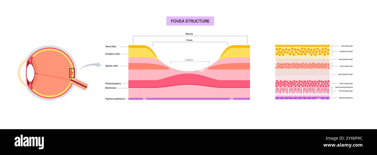 Macula fovea and foveola, illustration Stock Photo - Alamy
