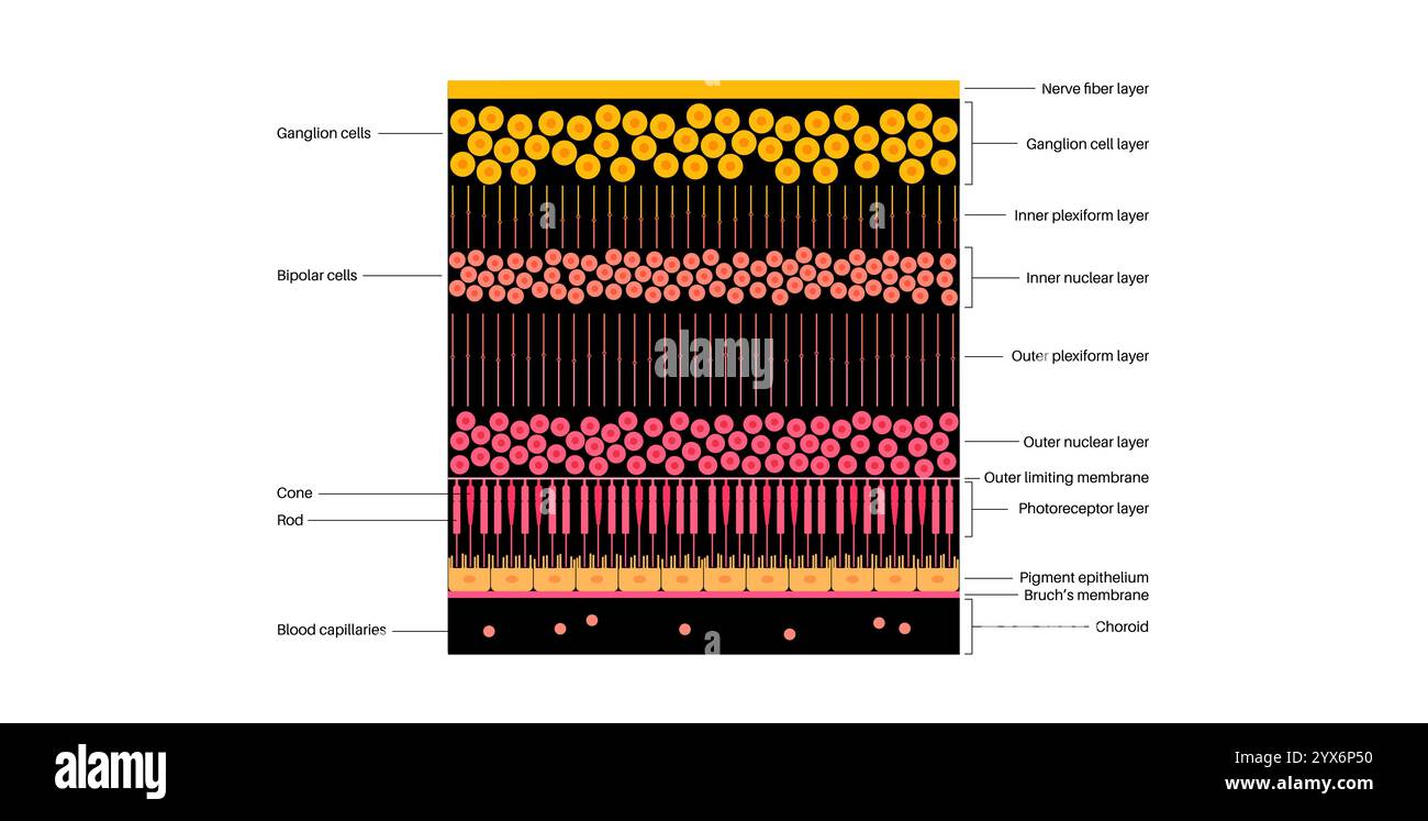 Retina structure, illustration Stock Photo - Alamy
