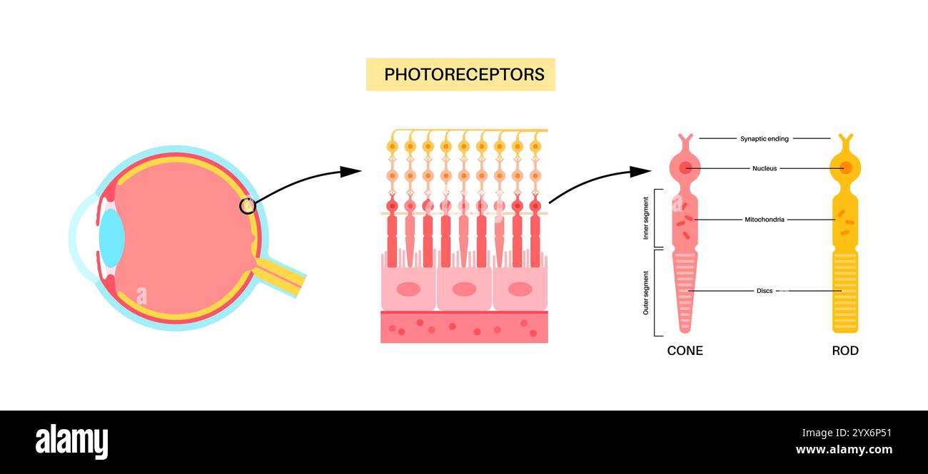 Photoreceptor cell Cut Out Stock Images & Pictures - Alamy
