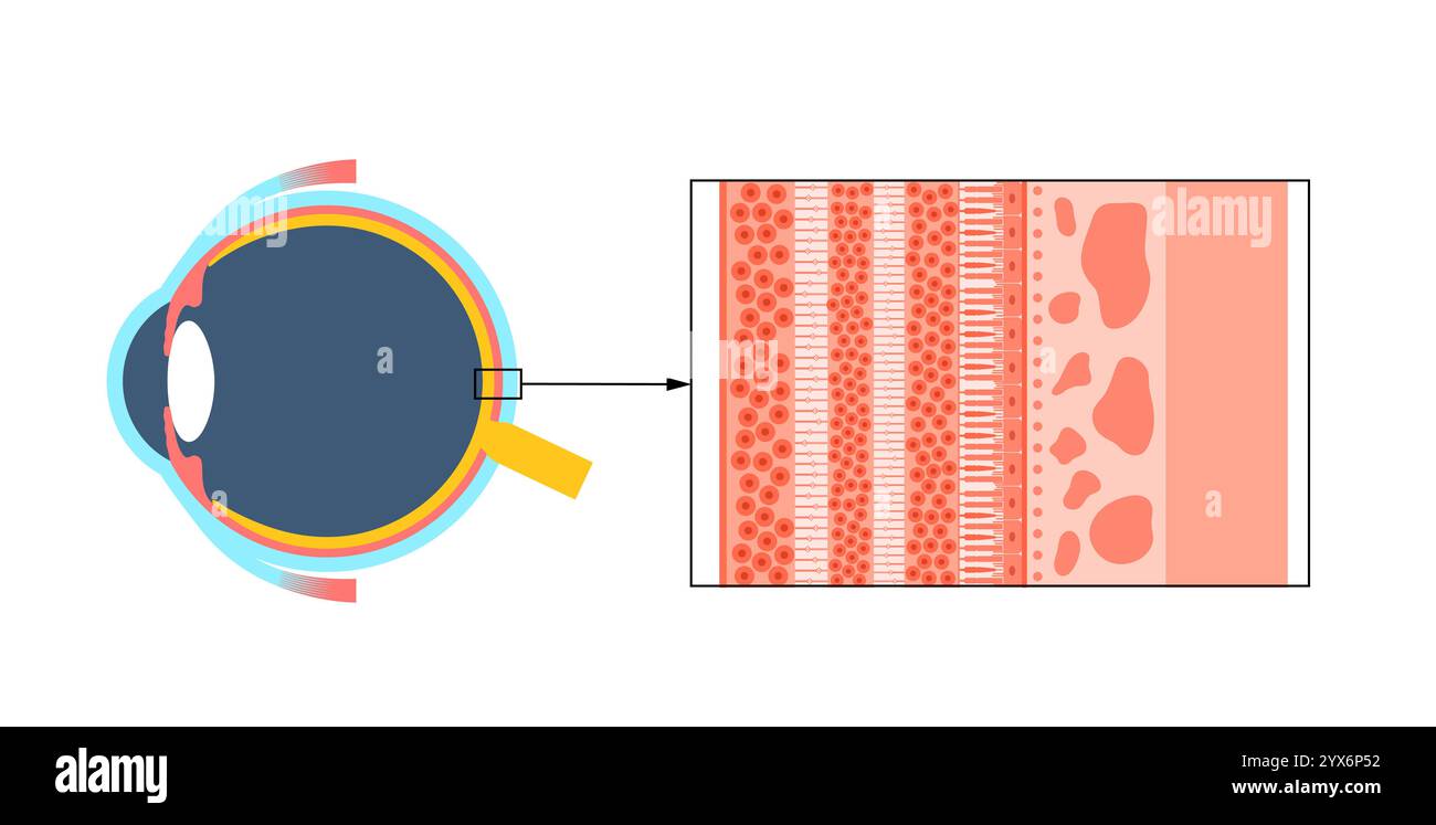 Retina structure diagram hi-res stock photography and images - Alamy