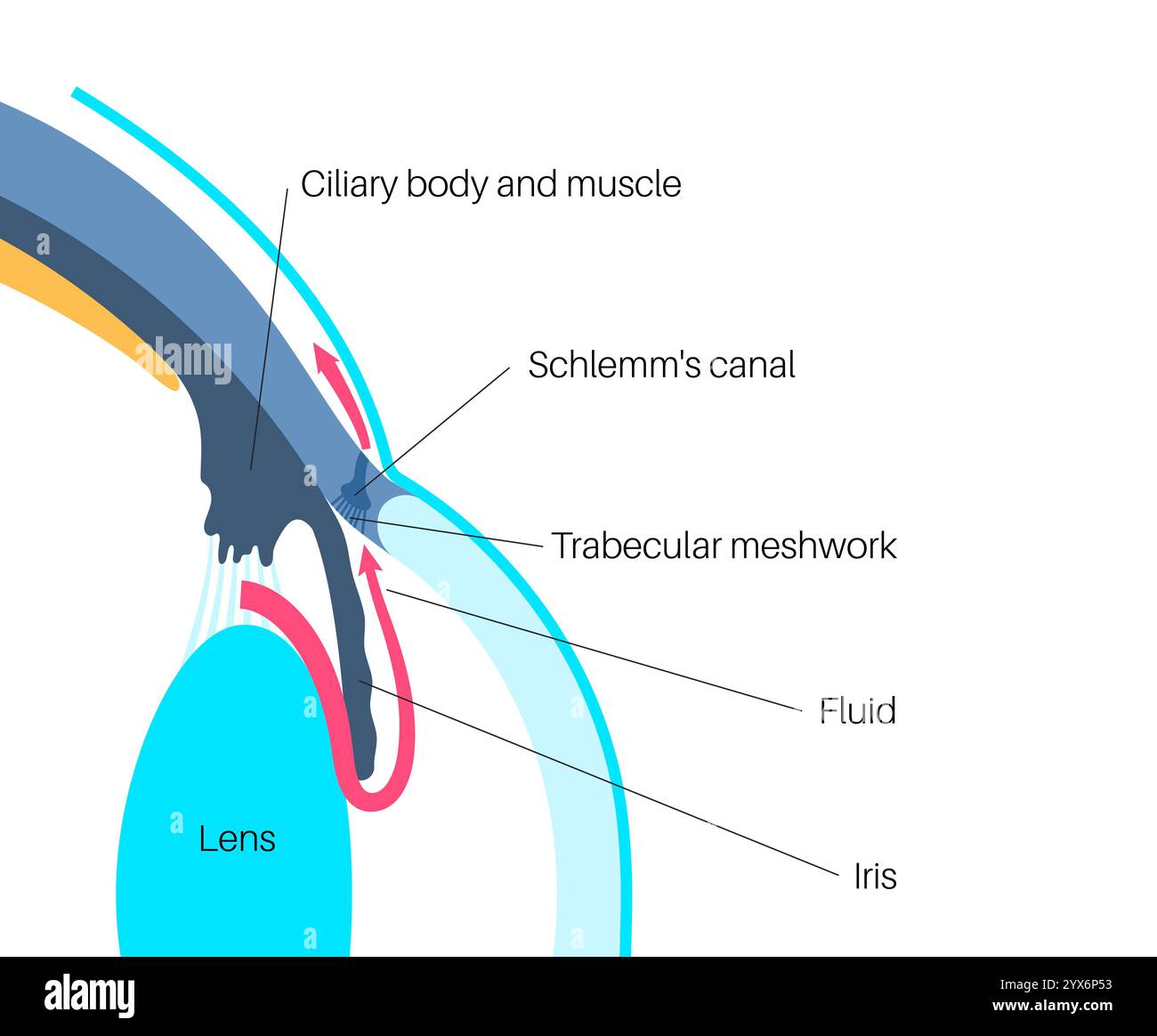 Fluid drainage in the eye. Illustration showing how the posterior ...