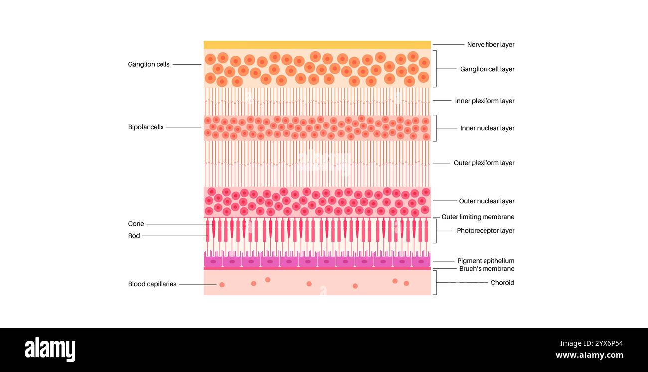 Retina structure, illustration Stock Photo - Alamy