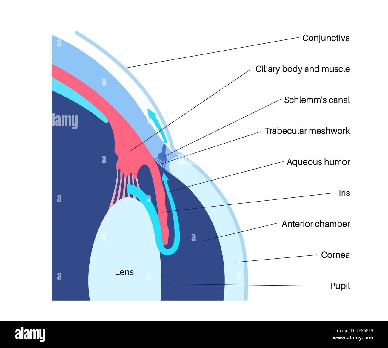 Fluid drainage in the eye. Illustration showing how the posterior ...