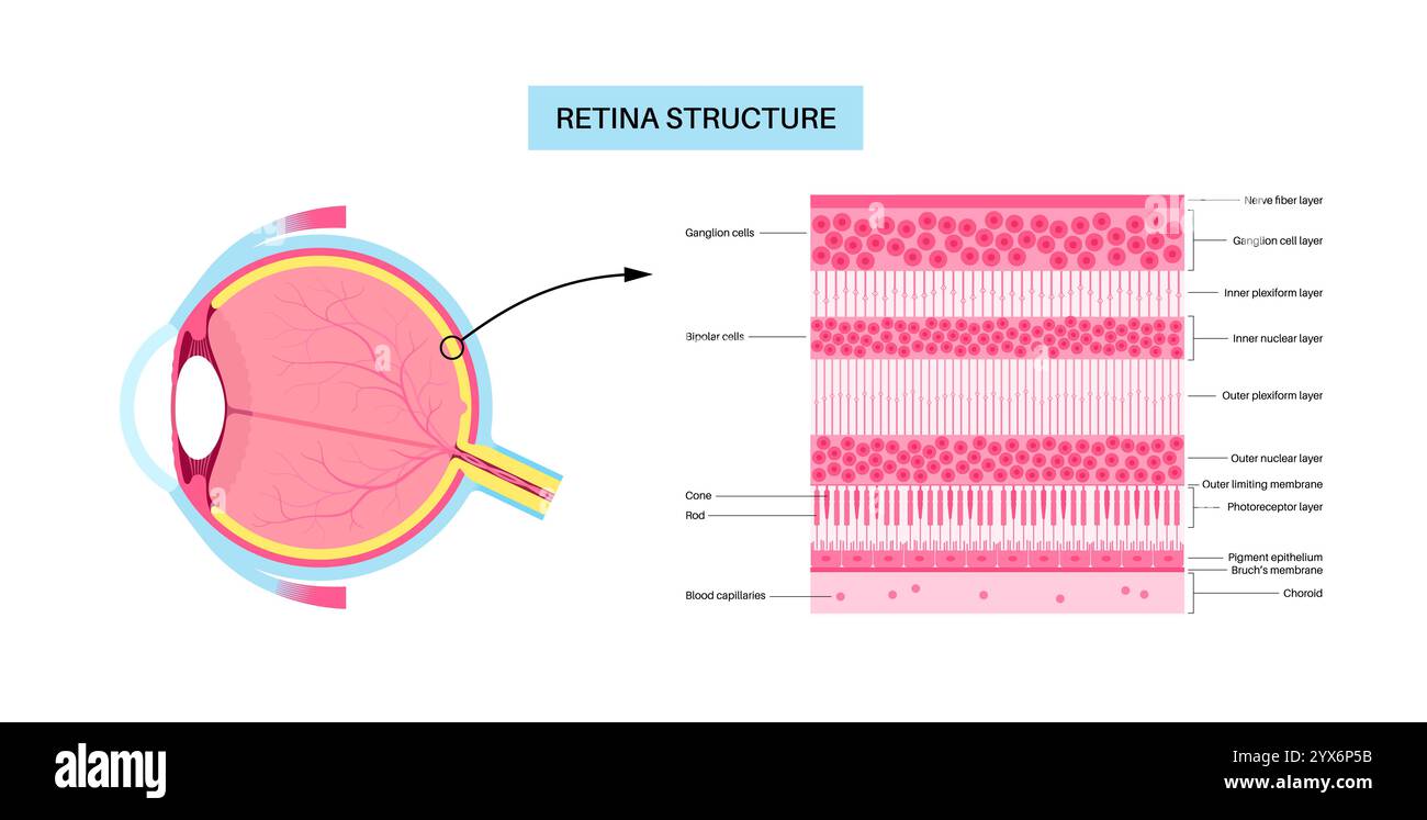 Retina structure, illustration Stock Photo - Alamy