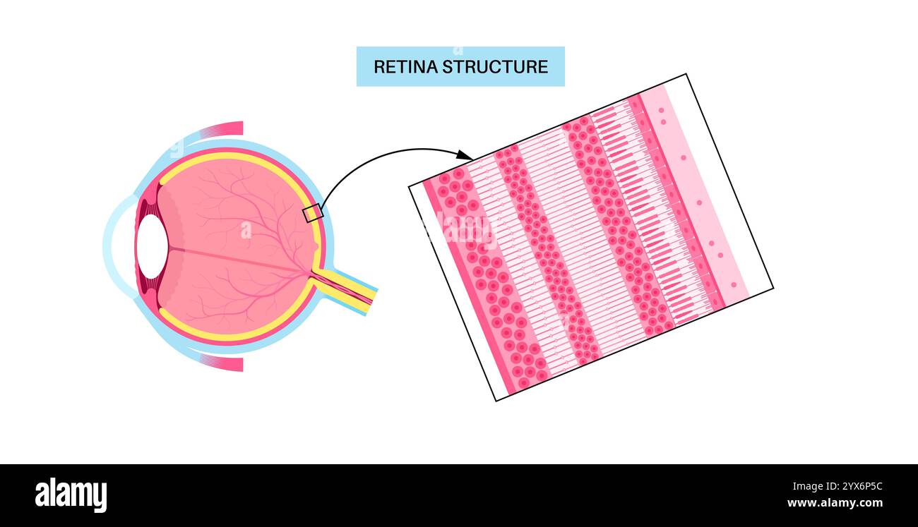 Retina structure, illustration Stock Photo - Alamy