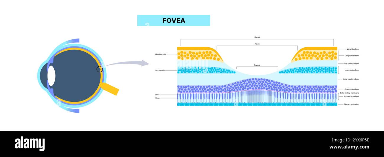 Macula fovea and foveola, illustration Stock Photo - Alamy