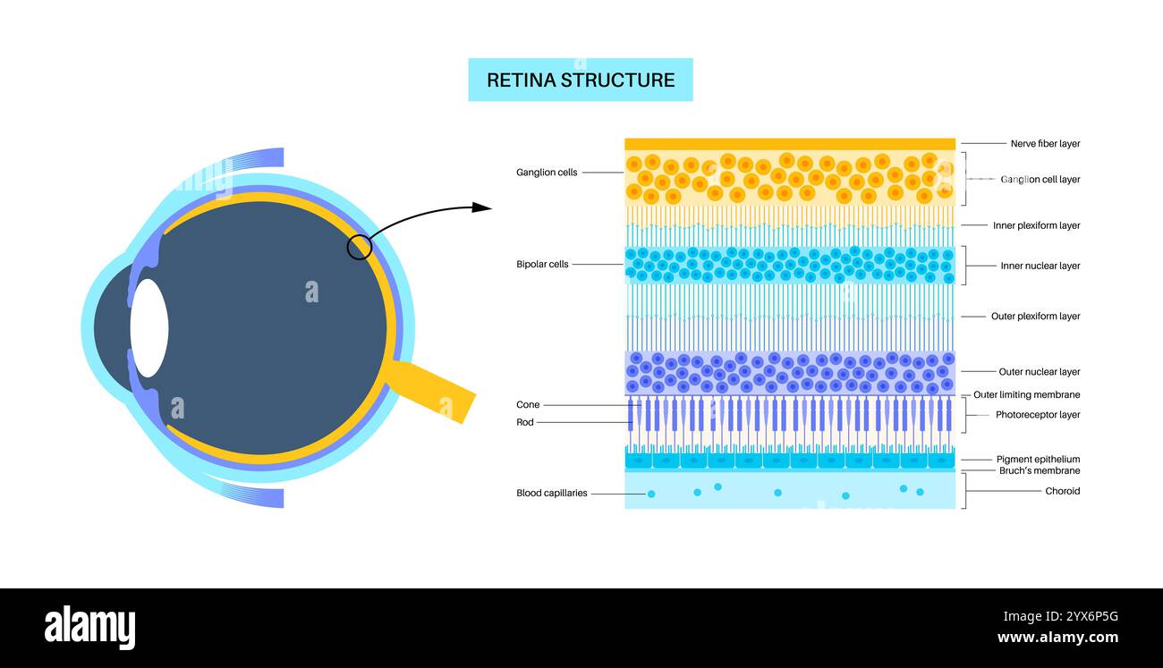Retina structure, illustration Stock Photo - Alamy