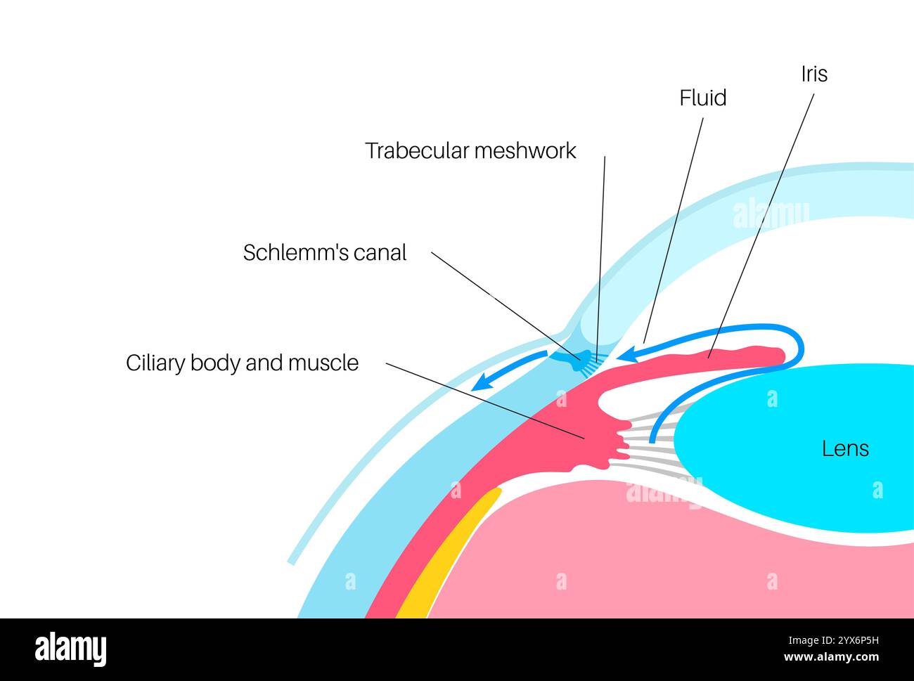 Fluid drainage in the eye. Illustration showing how the posterior ...