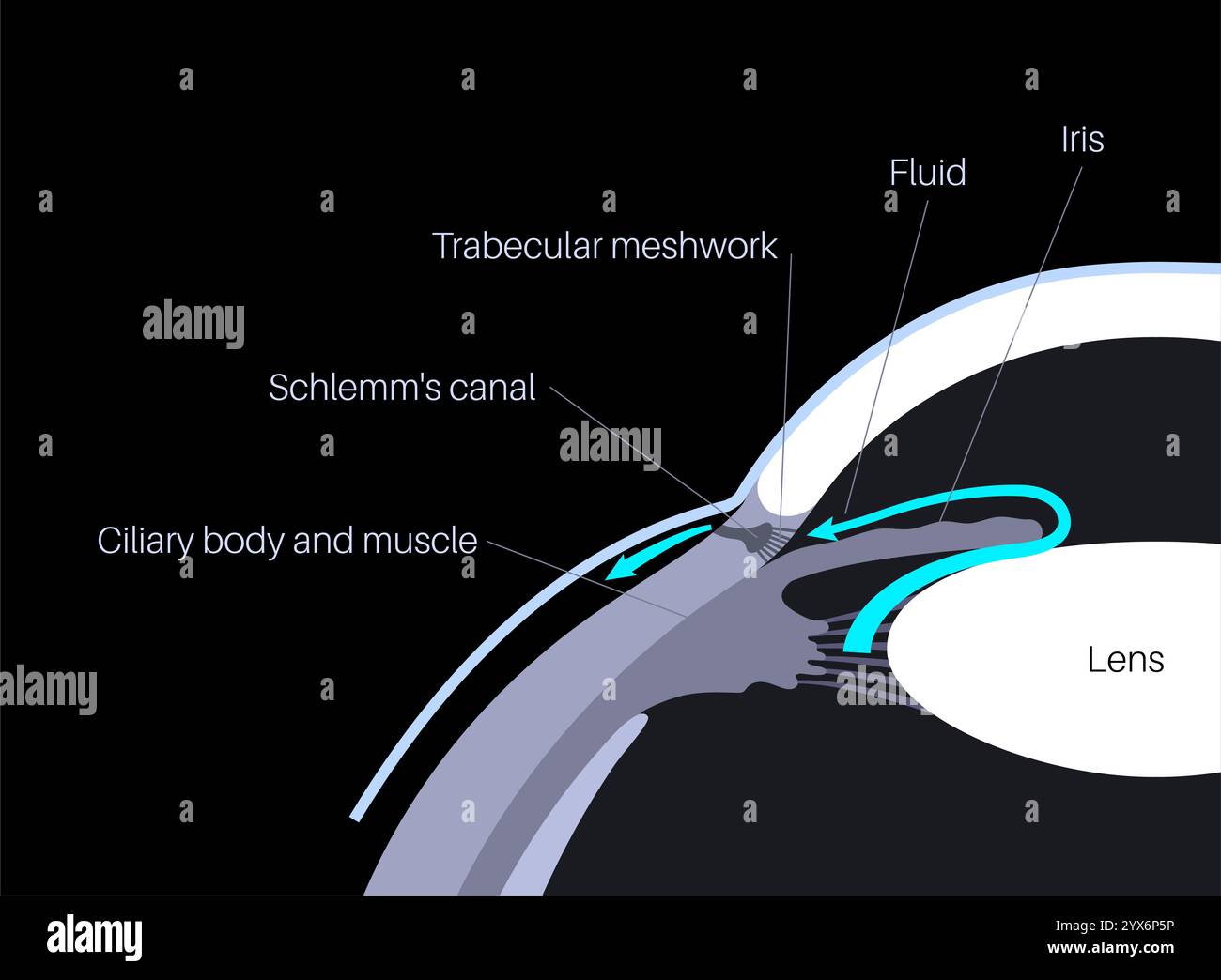 Fluid drainage in the eye. Illustration showing how the posterior ...