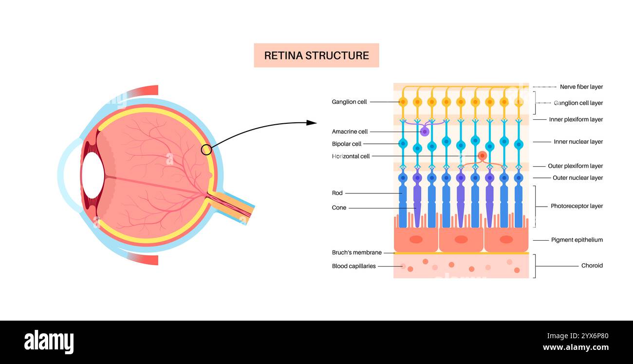 Retina structure, illustration Stock Photo - Alamy