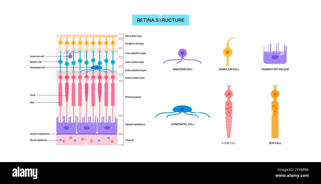 Retina structure, illustration Stock Photo - Alamy