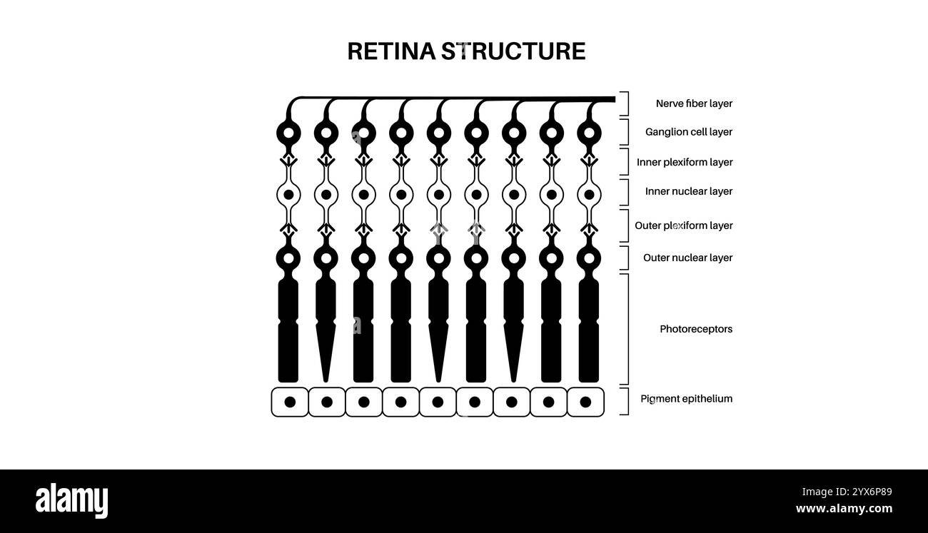 Retina structure, illustration Stock Photo - Alamy