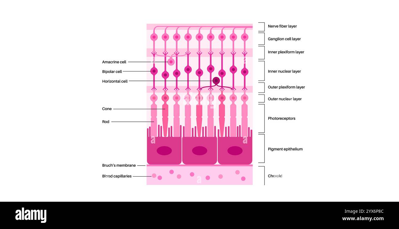 Retina structure, illustration Stock Photo - Alamy