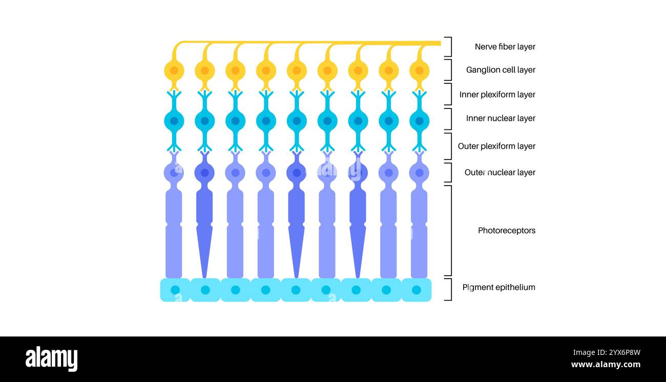 Retina structure, illustration Stock Photo - Alamy