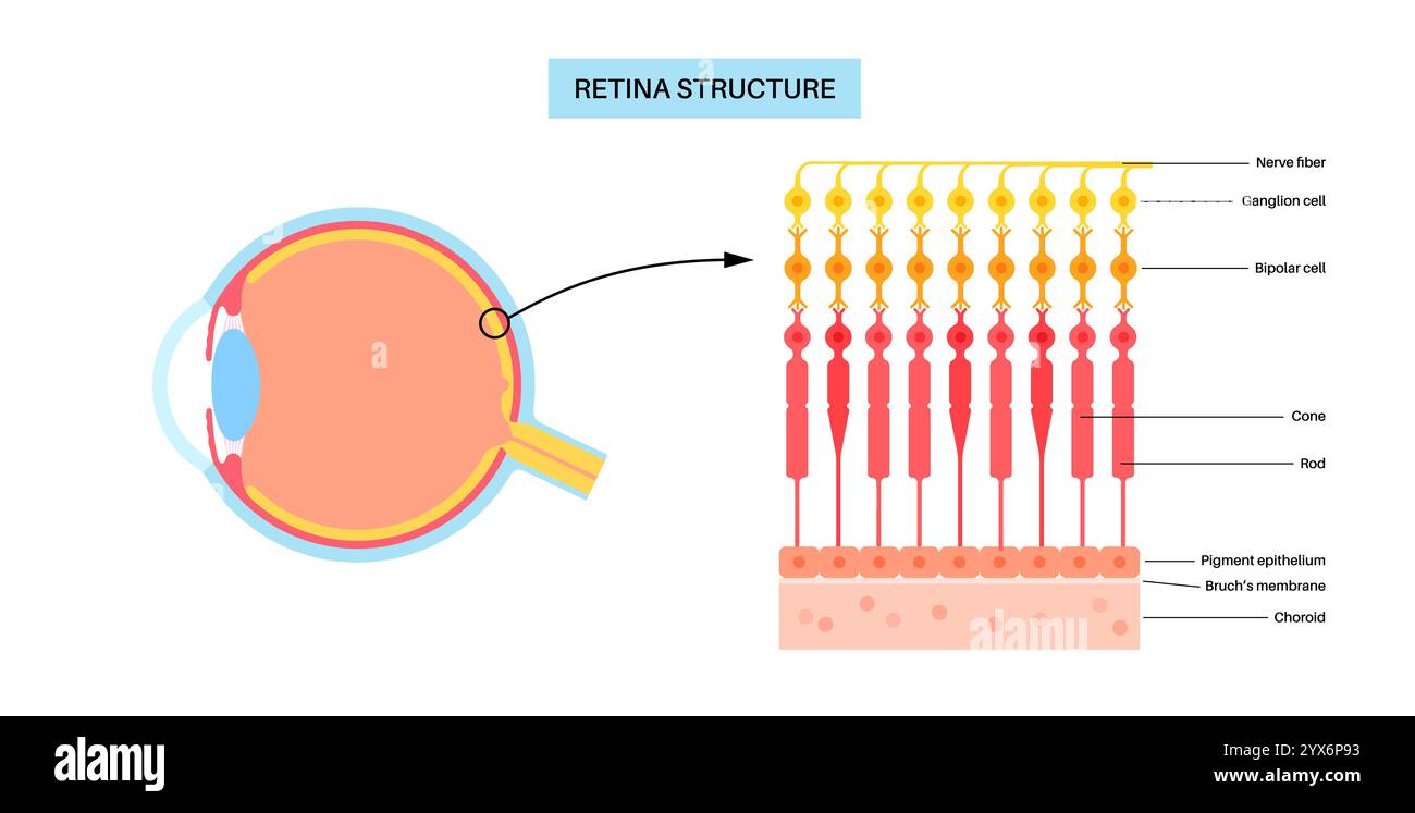 Retina structure, illustration Stock Photo - Alamy
