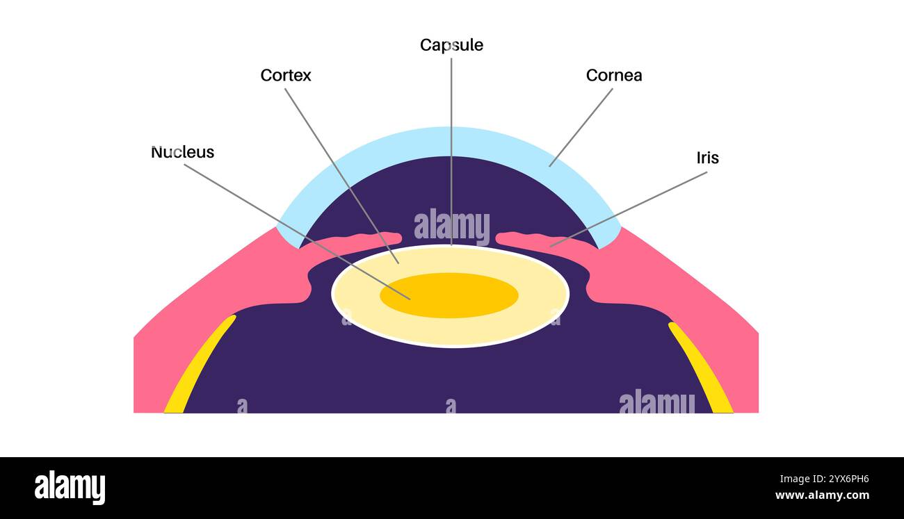 Human eye lens, illustration Stock Photo - Alamy