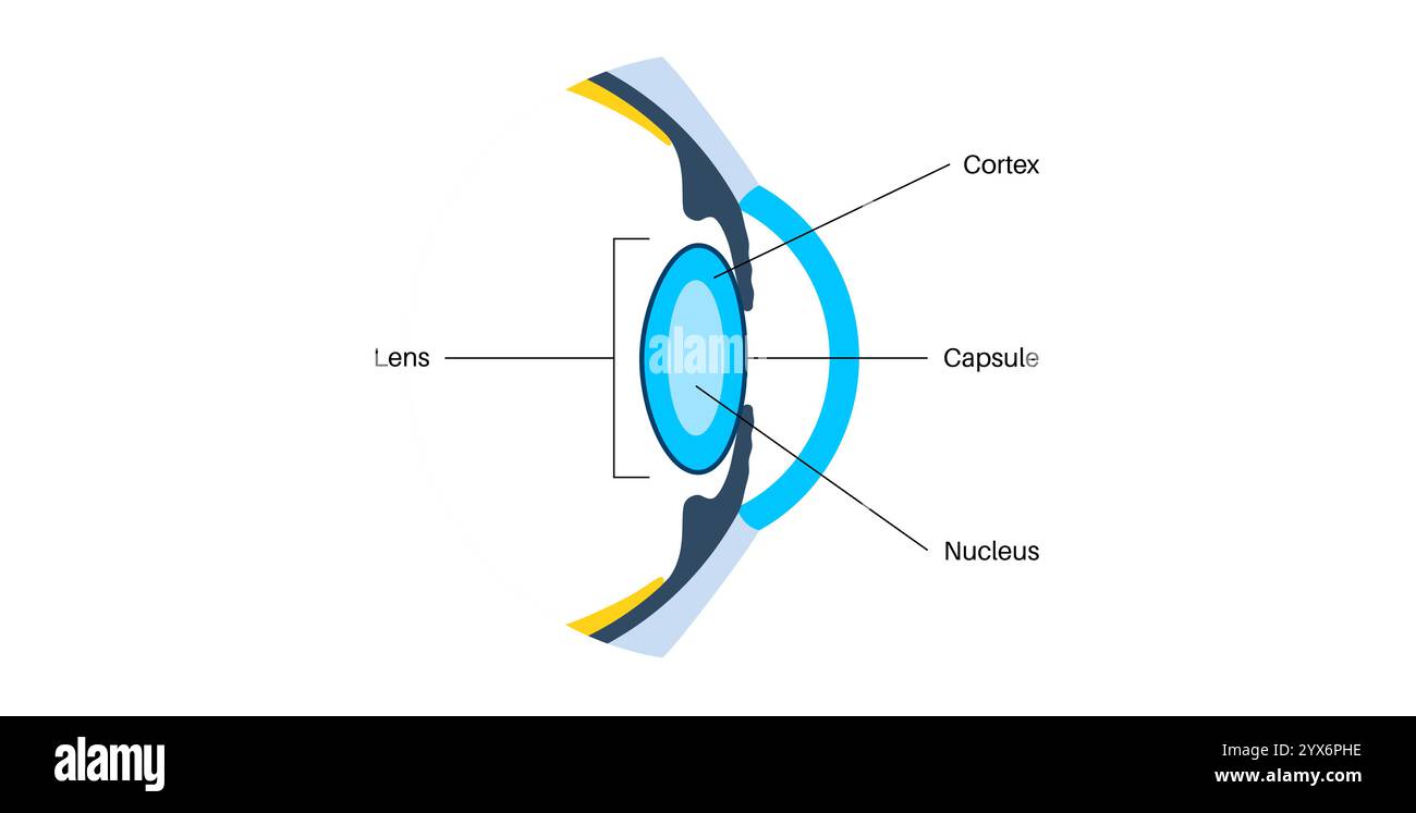 Human eye lens, illustration Stock Photo - Alamy