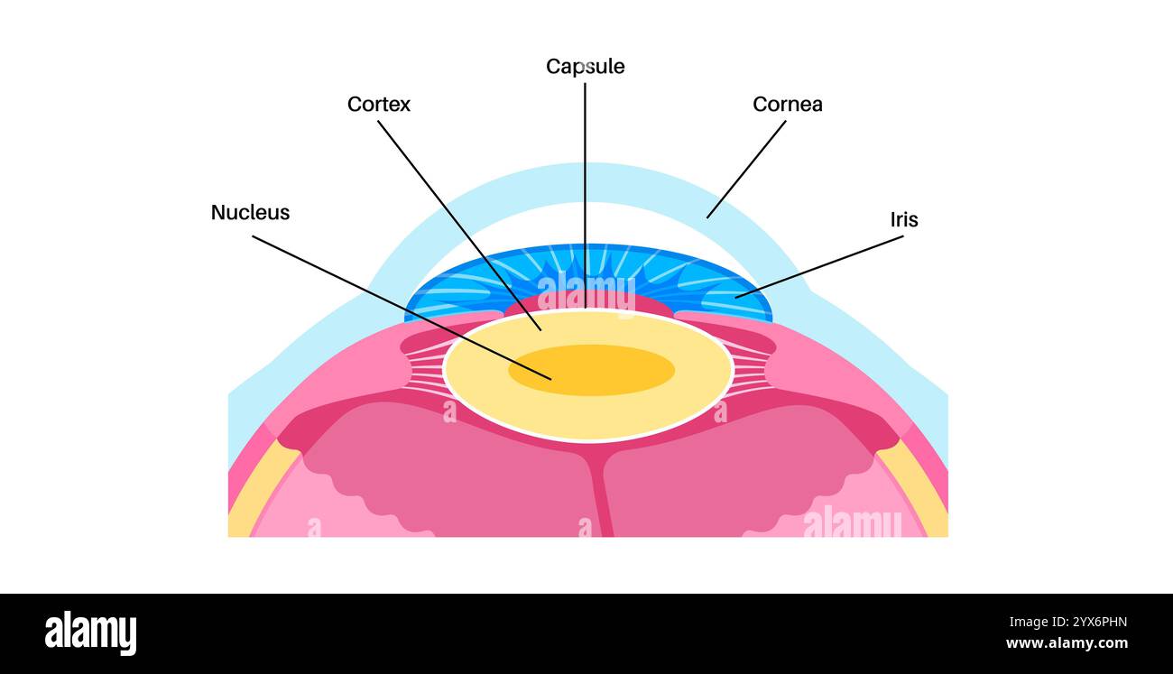 Human eye lens, illustration Stock Photo - Alamy