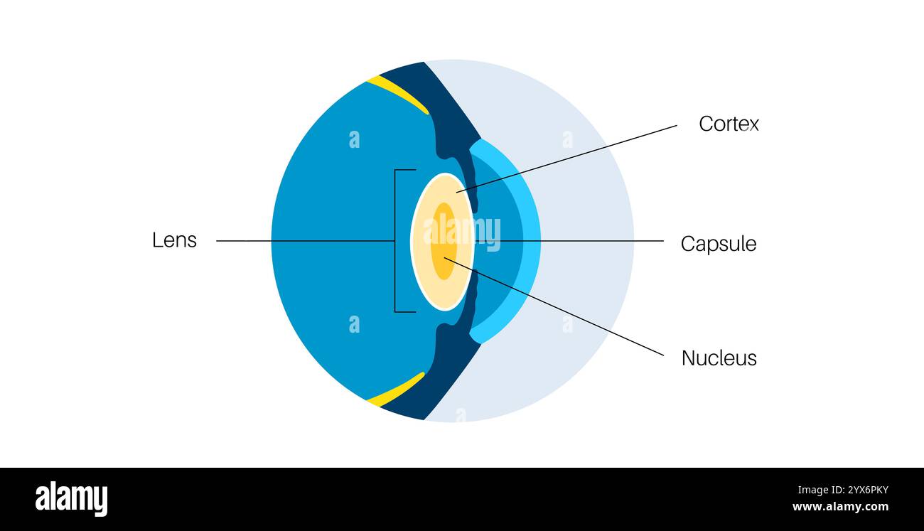 Human eye lens, illustration Stock Photo - Alamy
