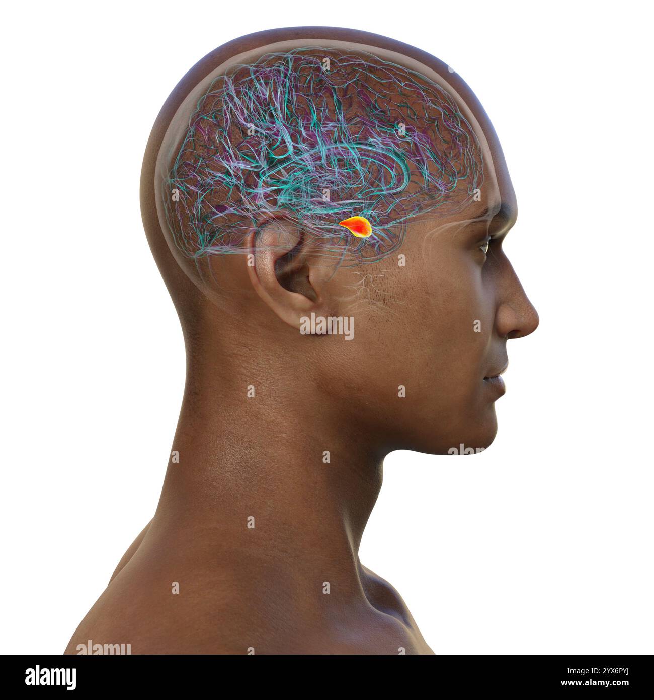 Computer illustration of the human brain with a highlighted amygdala ...