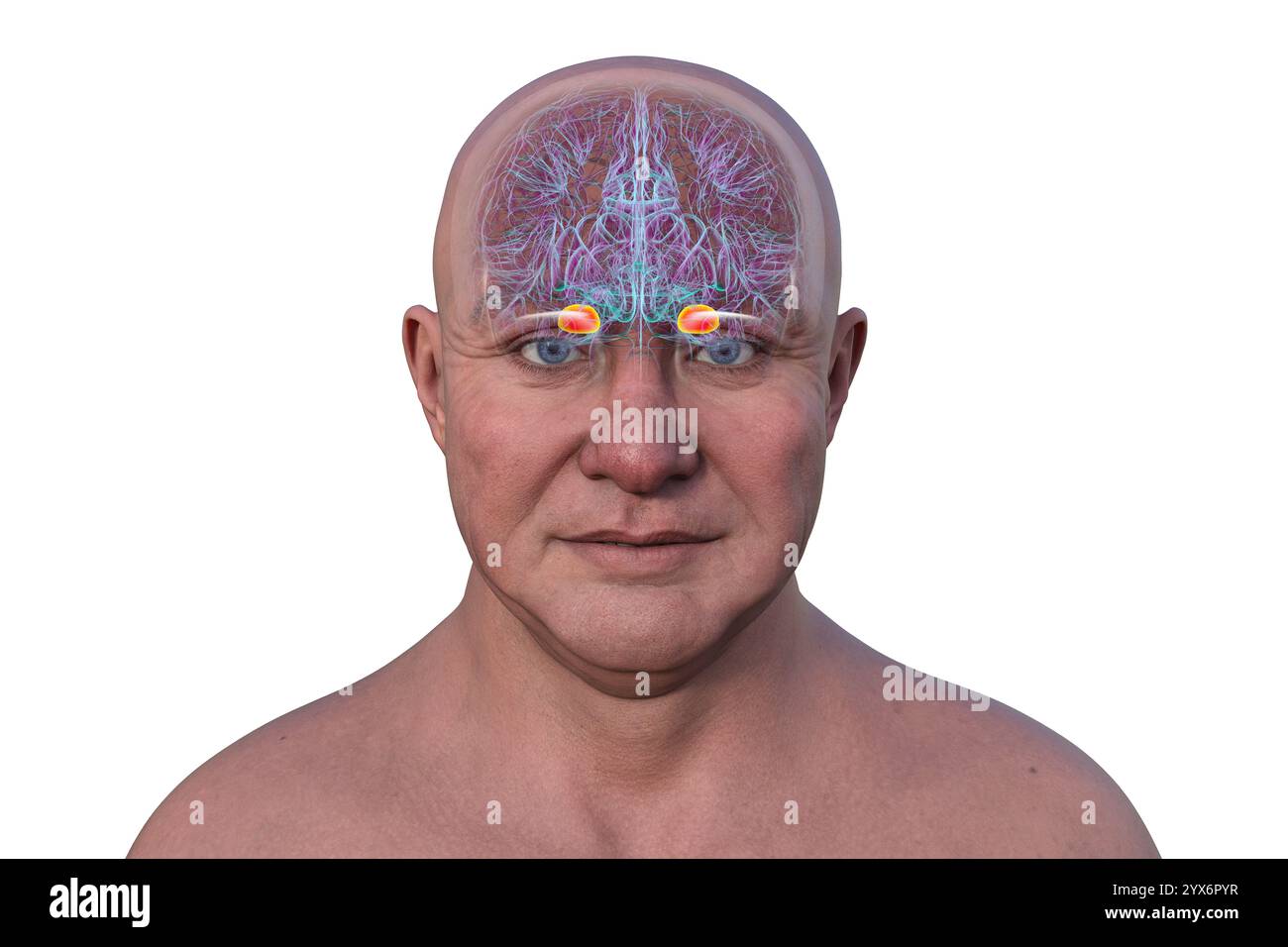 Computer illustration of the human brain with a highlighted amygdala ...