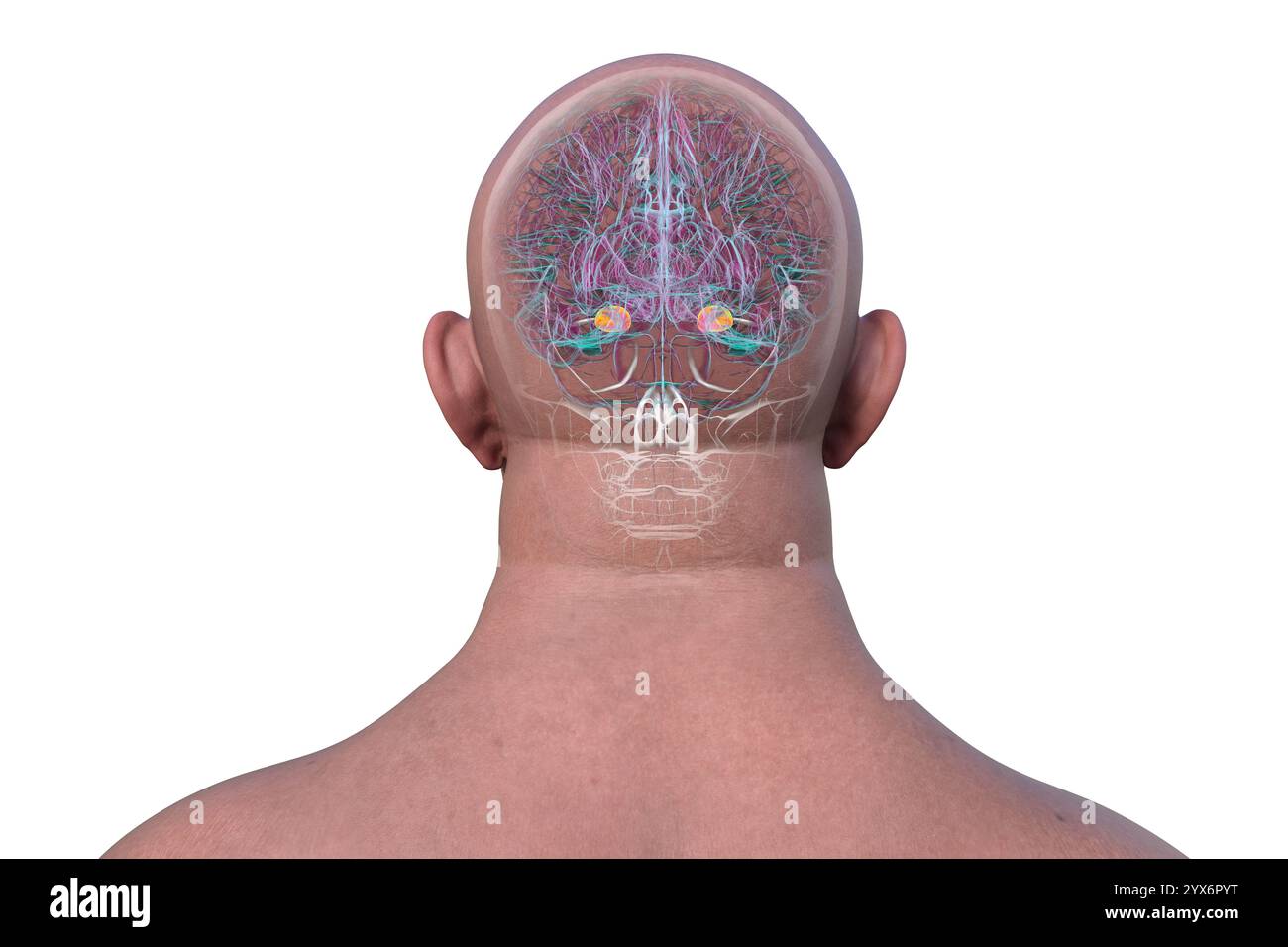Computer illustration of the human brain with a highlighted amygdala ...