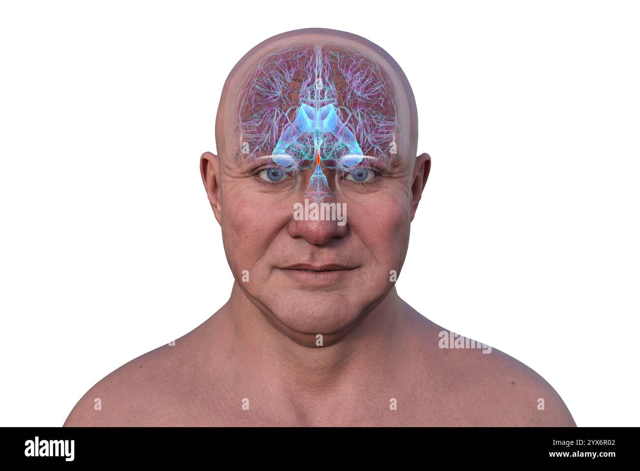 Computer illustration of the human brain with the cerebral aqueduct ...