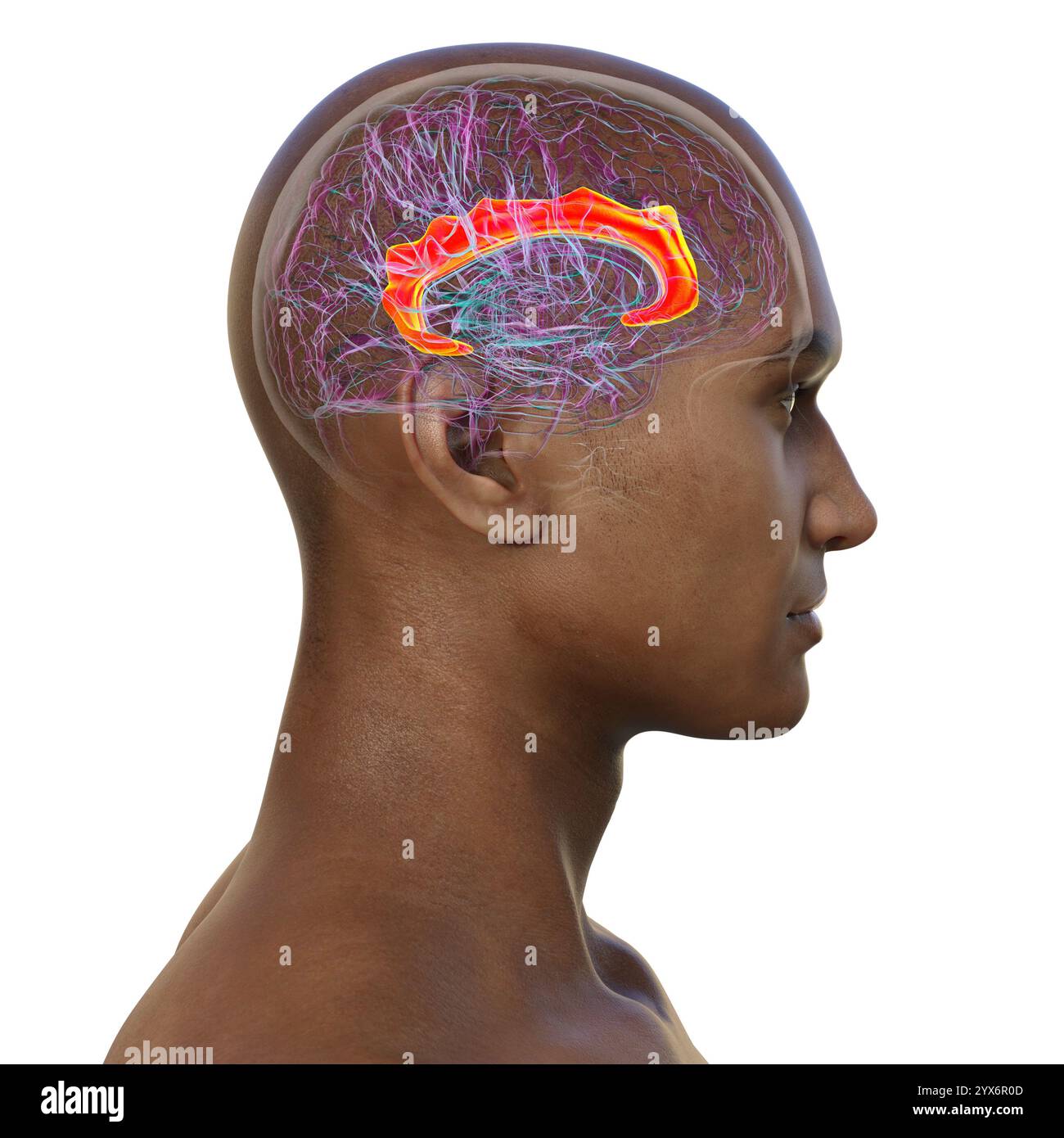 Computer illustration of the human brain highlighting the cingulate ...