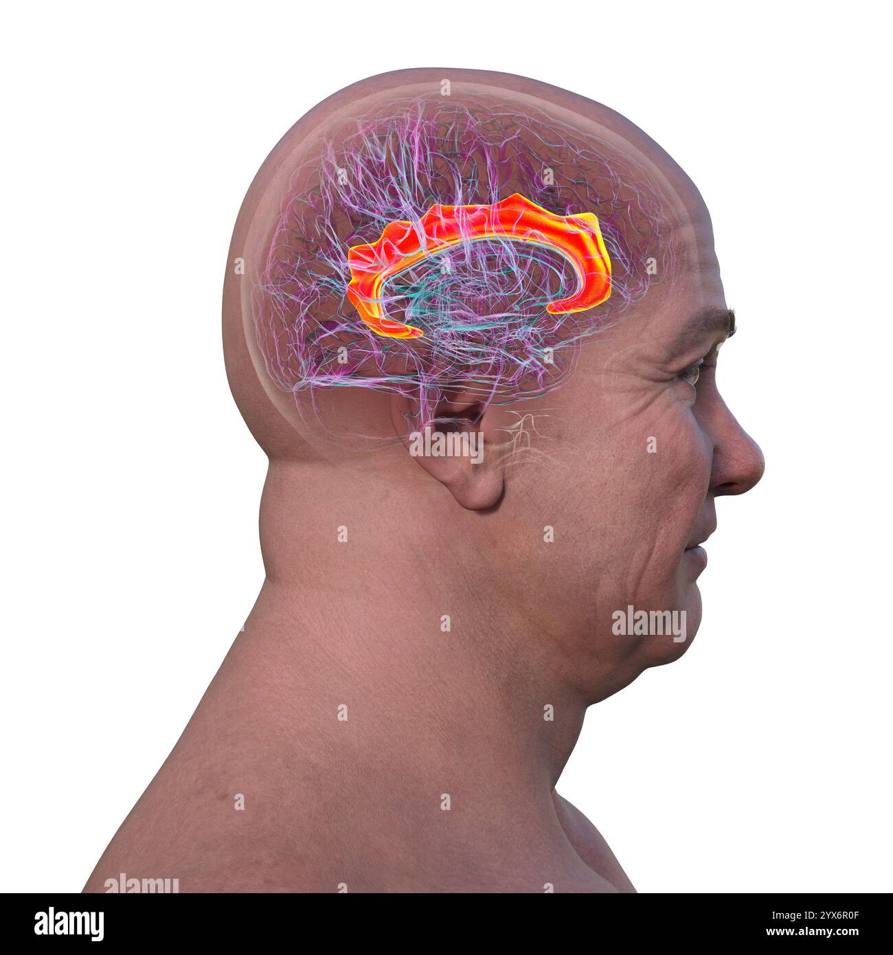 Computer illustration of the human brain highlighting the cingulate ...